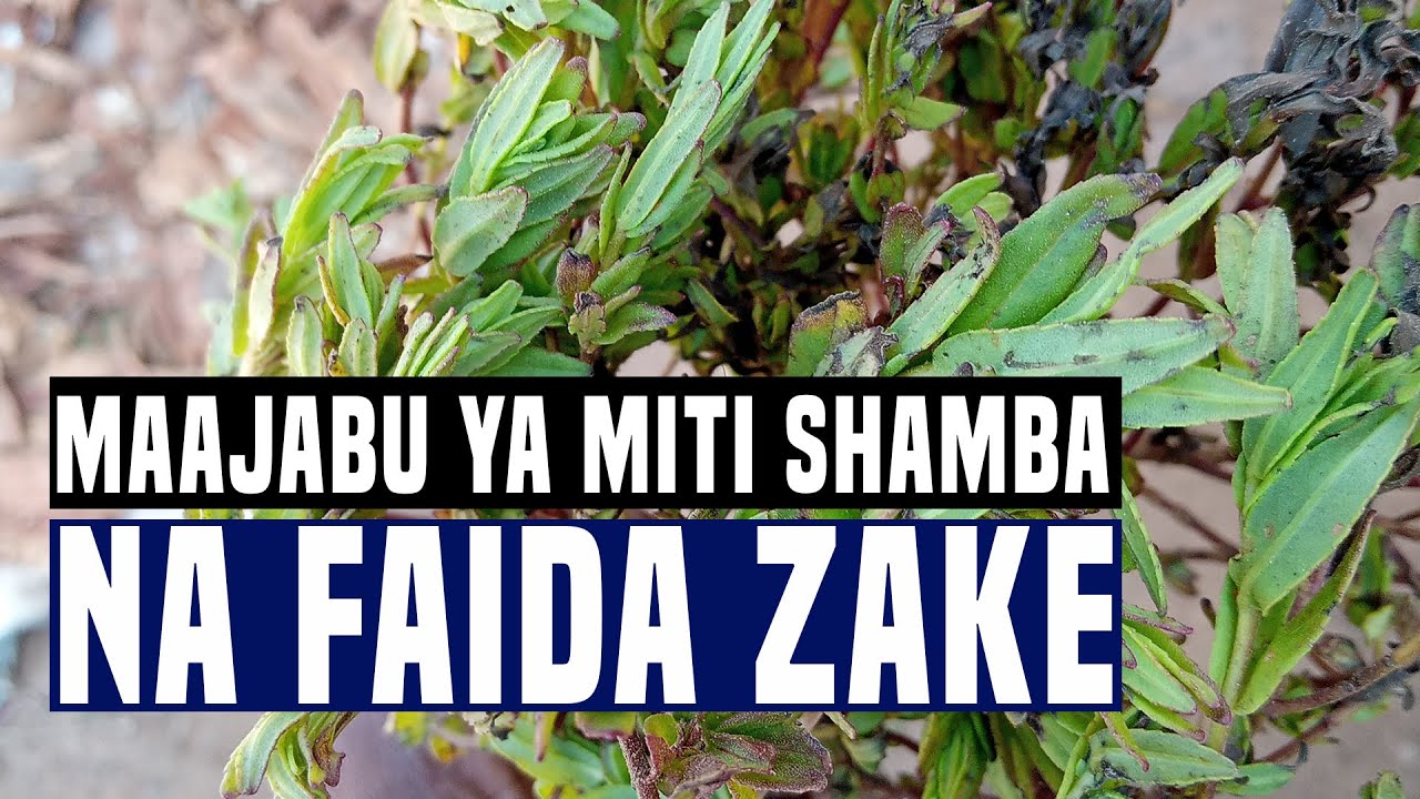 FAIDA YA KUTUMIA MITI SHAMBA /NA JE, NIKWELI DAWA ZA ASILI ZINATUSAIDIA ...