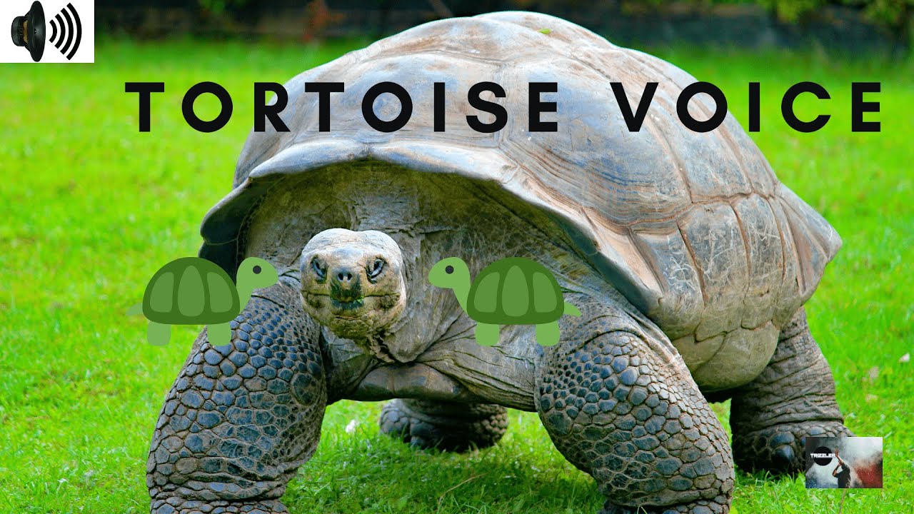 TORTOISE VOICE | REPTILES | TESTUDINIDAE | TESTUDINE | TURTLES | GIANT ...