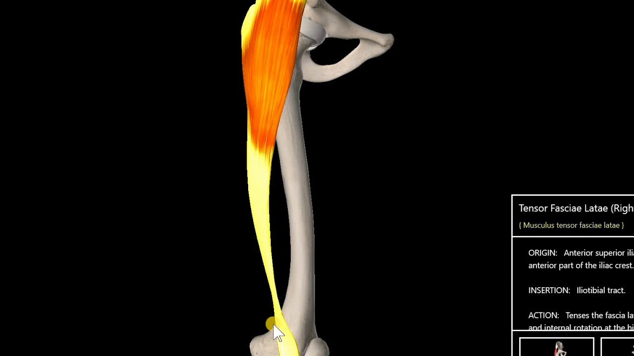 3 lower extremity, TFL, IT band - YouTube