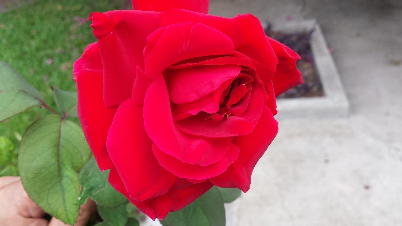 Mr Lincoln Rose - Over 50 Years Old - Still Blooming - YouTube