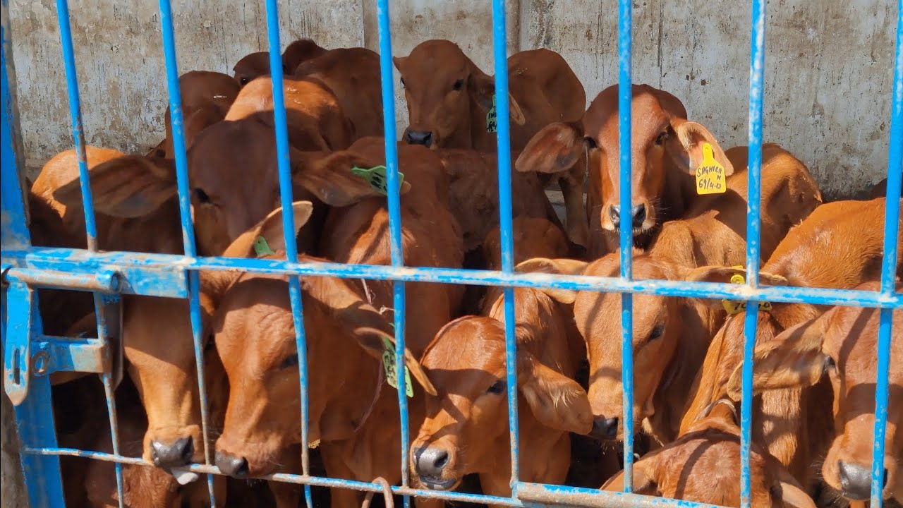 Amazing Red Milk Cows (Part 2) Documentary - YouTube