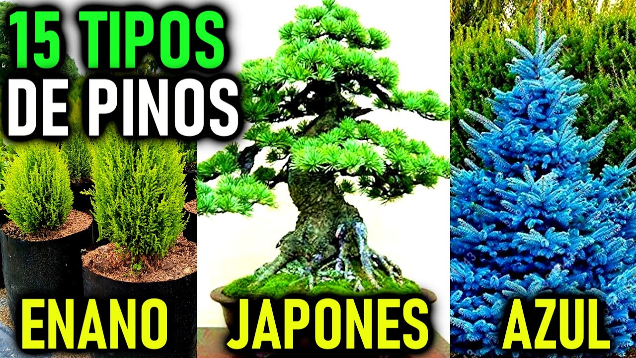 15 TIPOS DE PINOS CIPRES PARA CASA Y JARDIN - YouTube