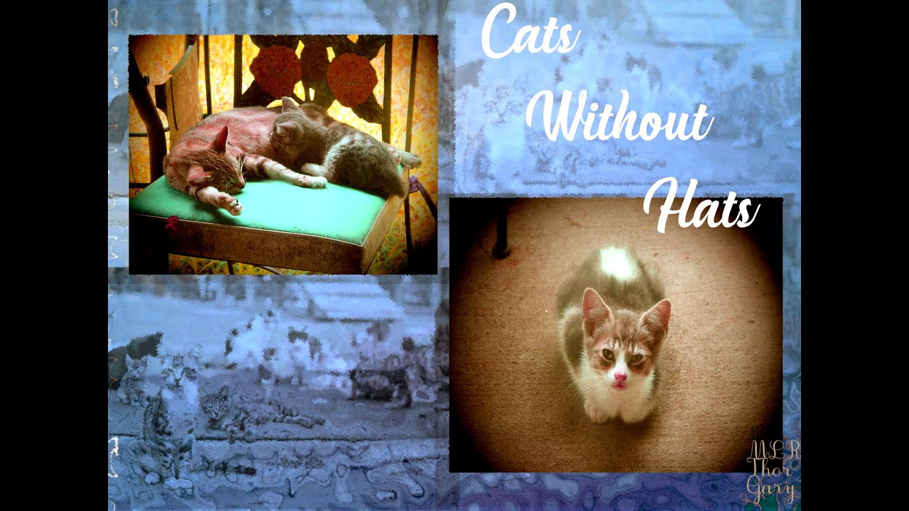 Cats Without Hats 5 Thor Gary MLR - YouTube