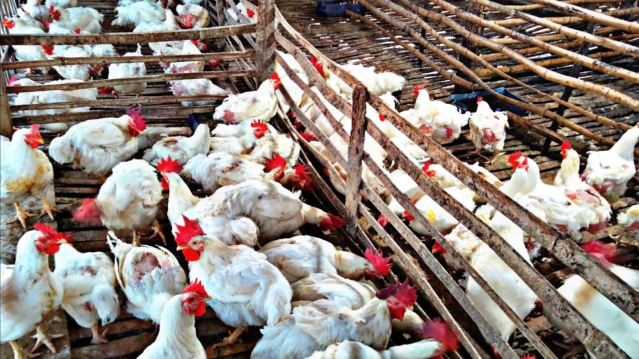 UPDATE HARGA AYAM PARENT STOCK BROILER SUPER MURAH - YouTube