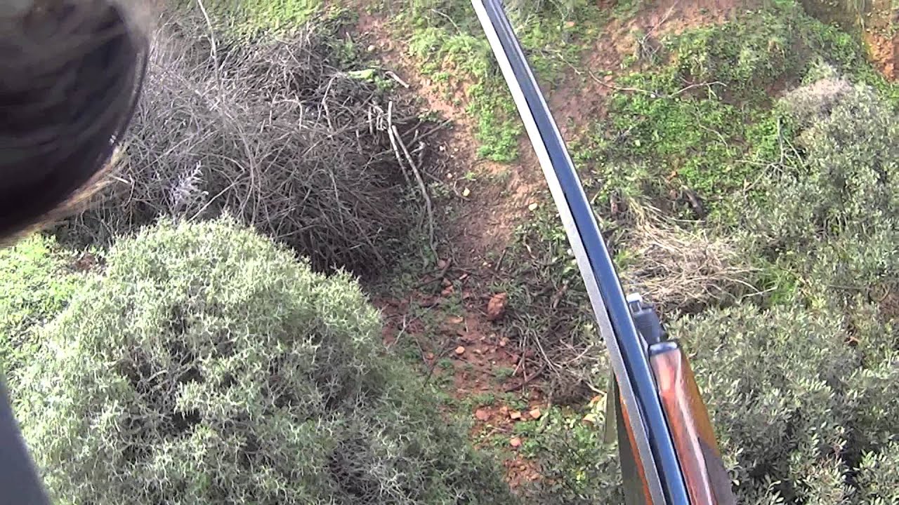 κυνηγι τσιχλας 2015 τελευταια μερα! - YouTube