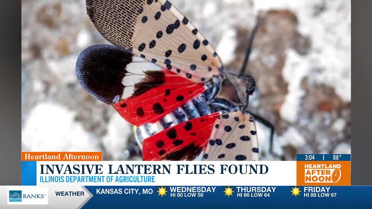 Invasive lanternflies found in Illinois - YouTube