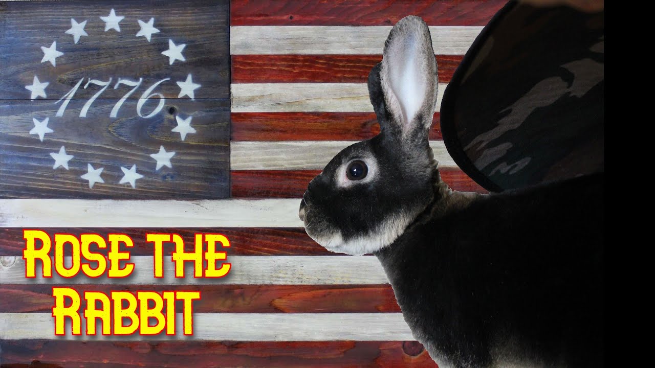 A new addition to our family Rose the rabbit - YouTube