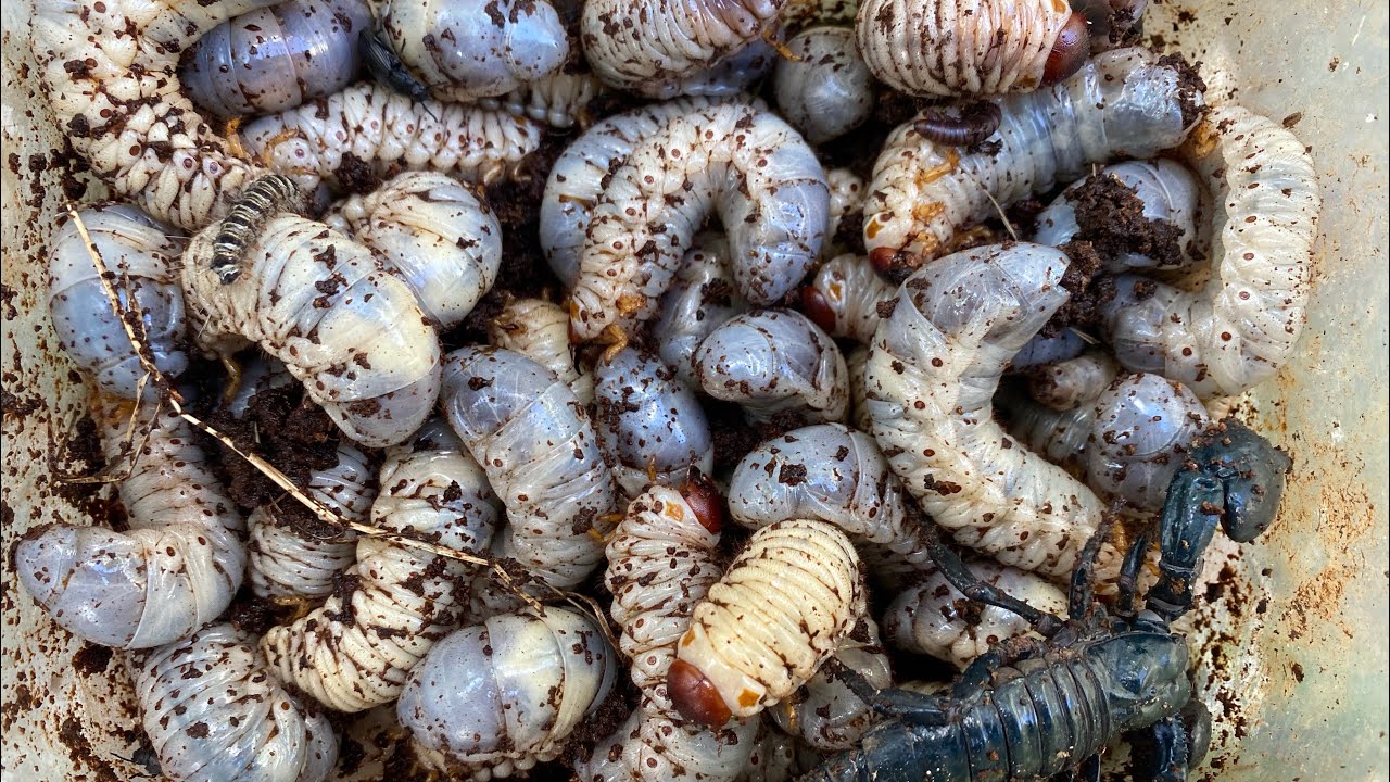 Professional catching ,Coconuts worms,Bugs,Venomous Scorpion..#insects ...