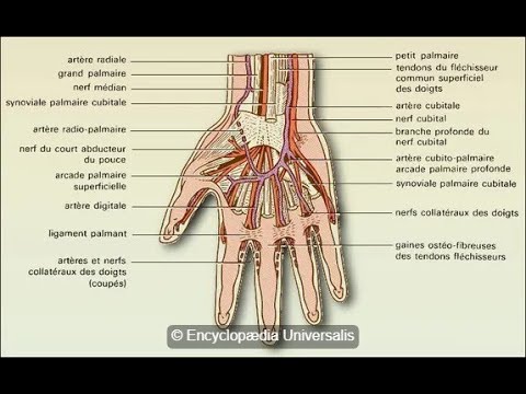 vascularisation de la main - YouTube