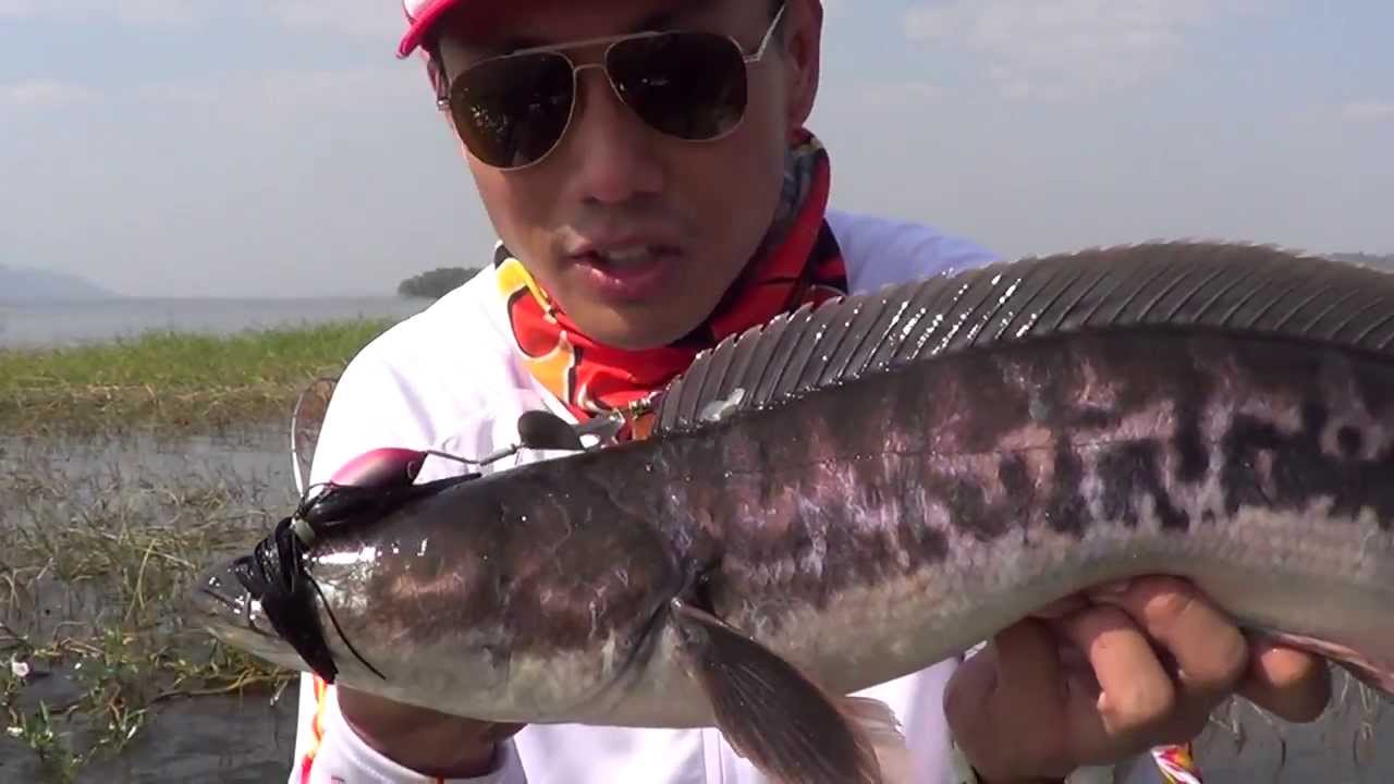 Giant snakehead fishing - Buzz minnow topwater strike - YouTube