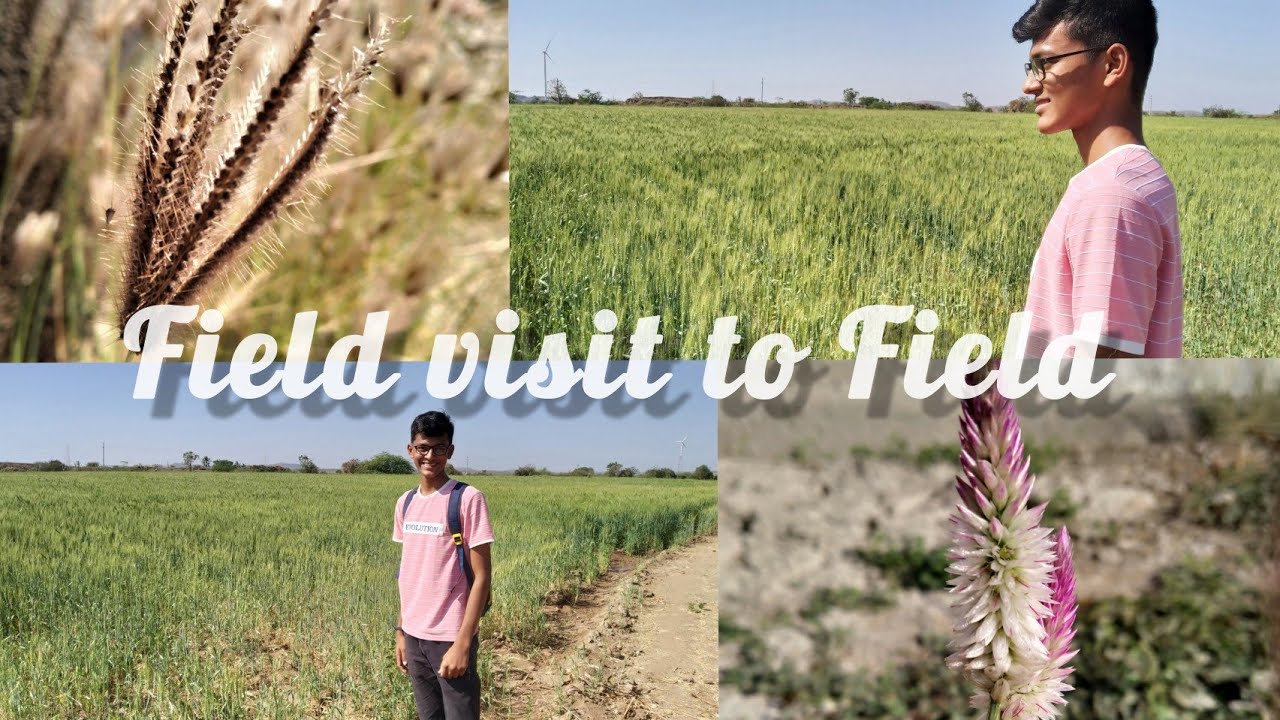 My field visit to Field (Farm) - YouTube