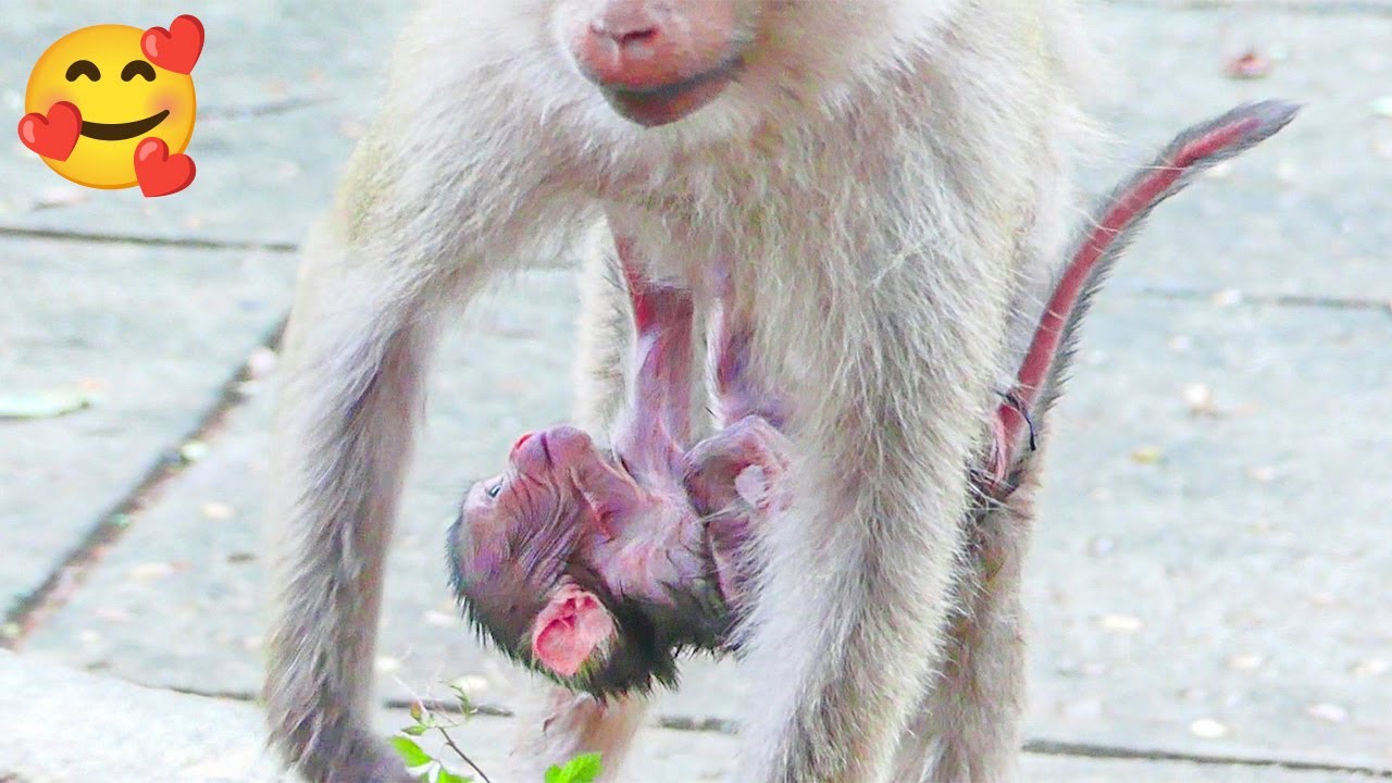 Wow..!! Hybrid Monkey Newborn Of Young Mother LiPa Is Good Health And ...
