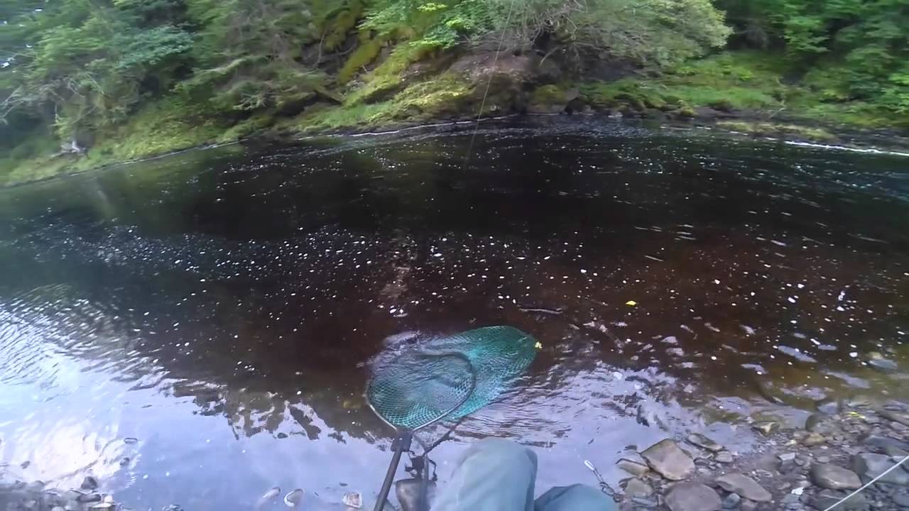 Trout and Salmon on the River Alness 2015 - YouTube