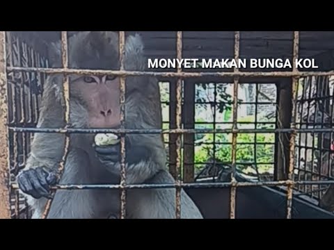 Video Monyet Makan Bunga Kol #monyet #bungakol #lahap #lucu - YouTube