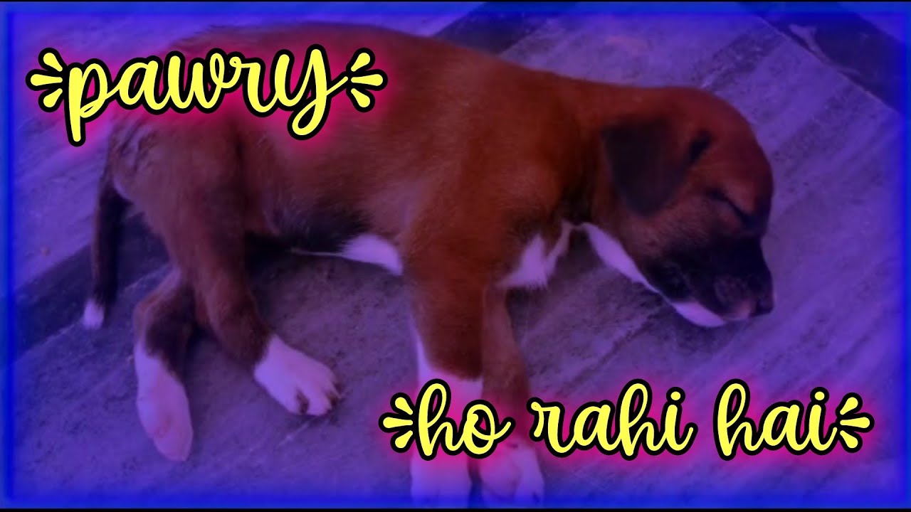 pawry ho rahi hai 😘 ( ft. chintu pup - YouTube