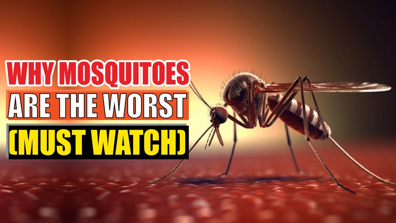 Why Mosquitoes Are the Worst (MUST WATCH) - YouTube