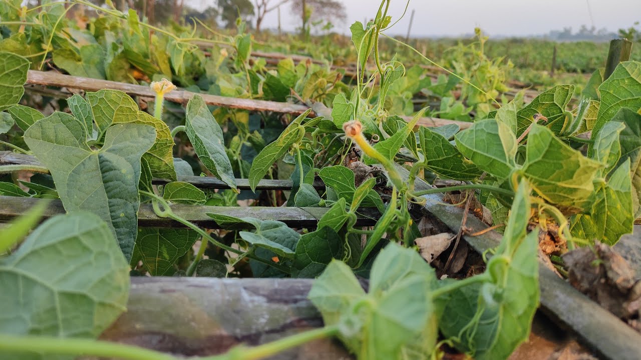 মার্চ মাসে পটলের জমির করনীয় parwel land to be done in March - YouTube