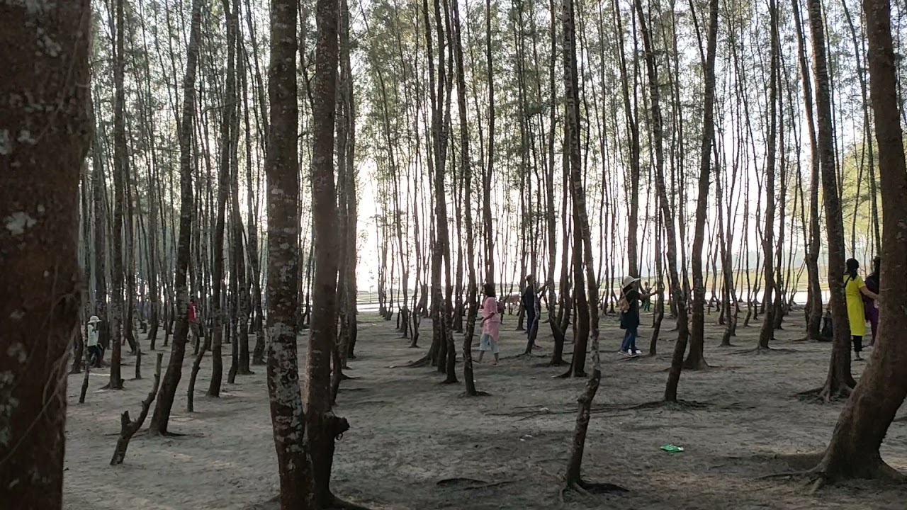 Jhau Tree near Bay of Bengle Bangladesh - YouTube