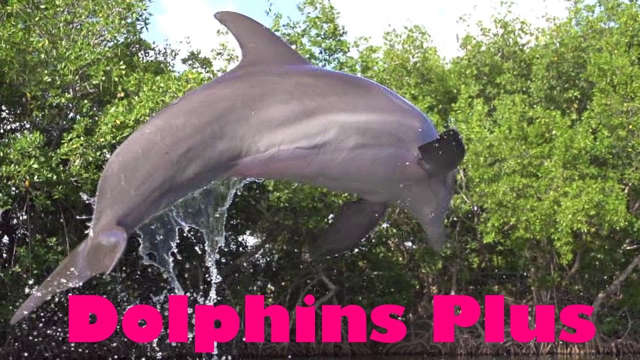 Dolphins Plus Key Largo (teaser) - YouTube