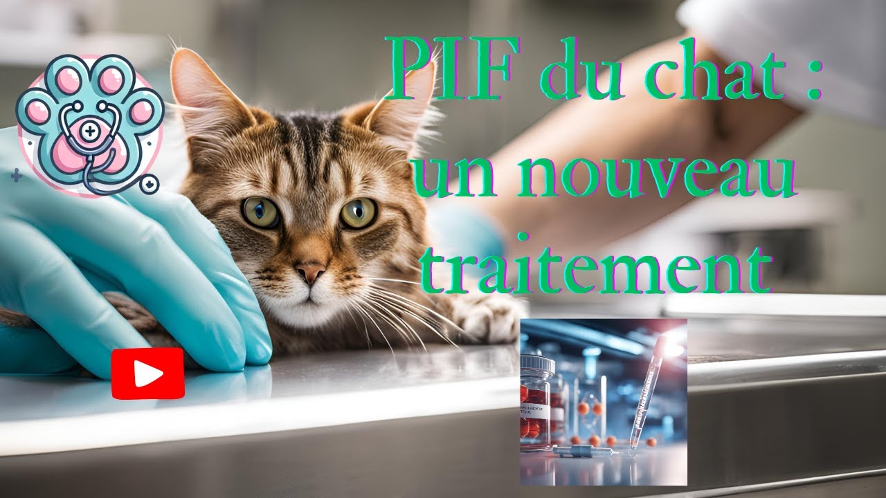 🚨 PIF chez le chat : une maladie MORTELLE… mais l'espoir d'un ...