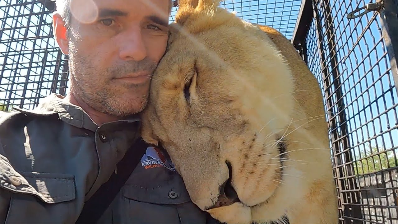 How To Gain Respect From Lions | The Lion Whisperer - YouTube