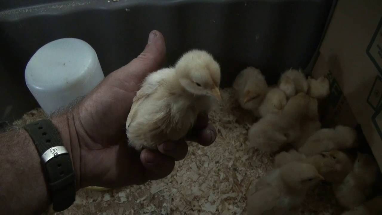 Brooding Chicks Off Grid - YouTube