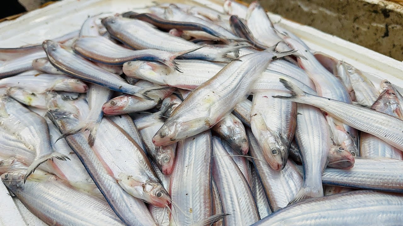 Most Expensive Delicious Kajoli Fish Cutting Skills in India Fish ...