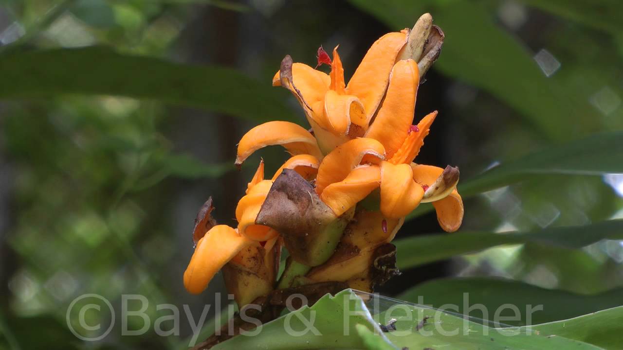 Epiphytic ginger, Mulu National Park, Malaysia. 20140318_141806.m2ts ...