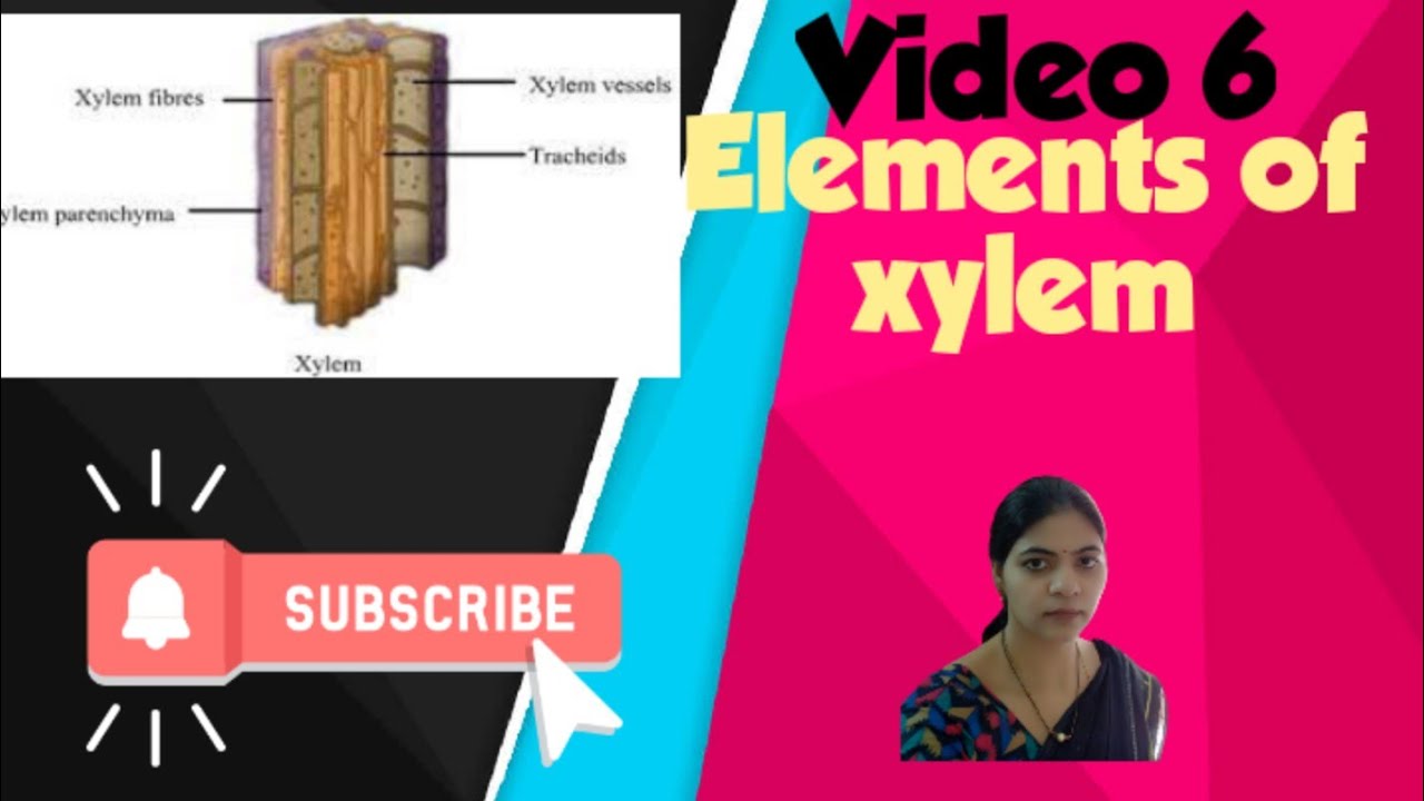 Elements of xylem l class 11 NCERT NEET Biology chapter 6 l - YouTube