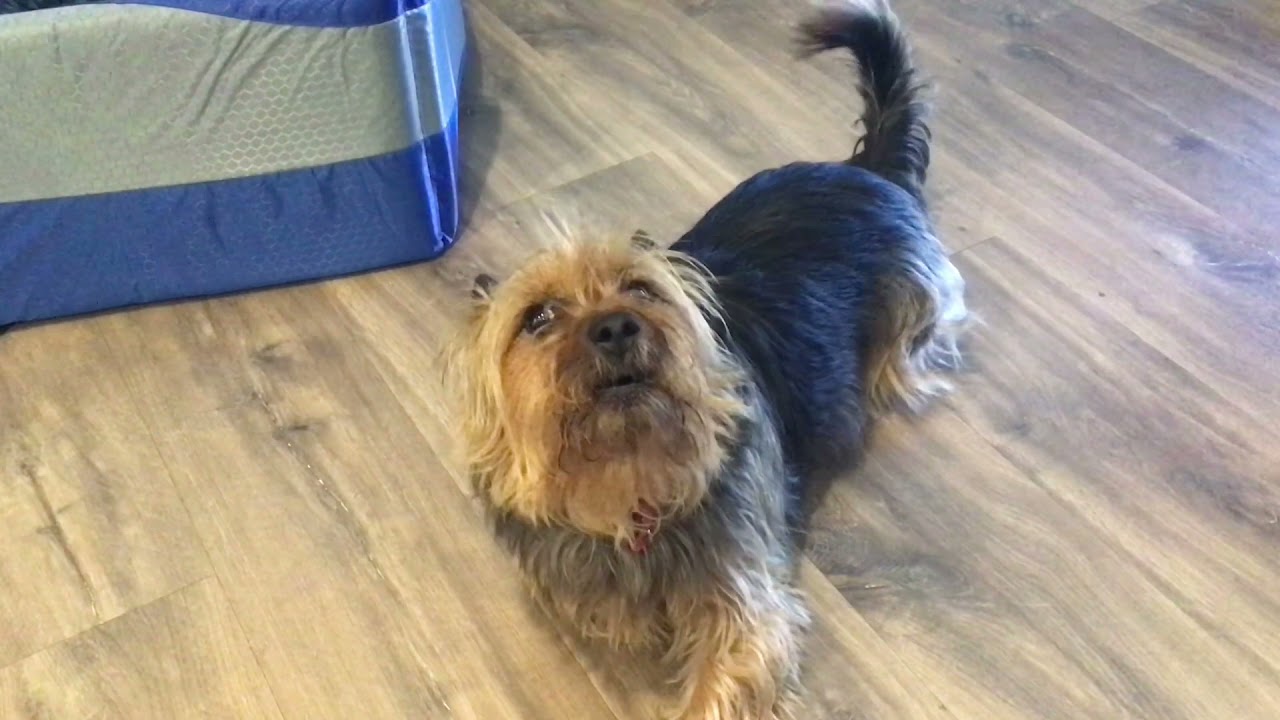 DOG REVEAL YAY YouTube dog-reveal-yay-youtube