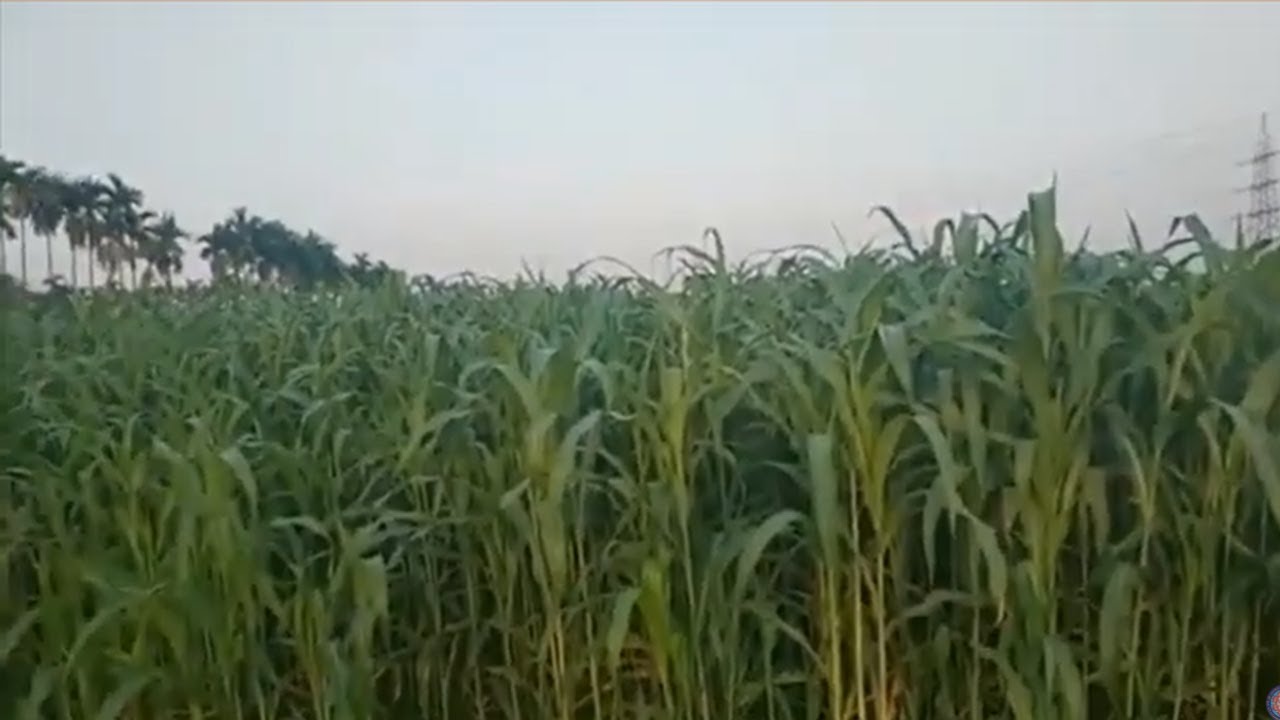 Farming Grass || Green Fodder (Super Napier) Production for Cows, SCS ...