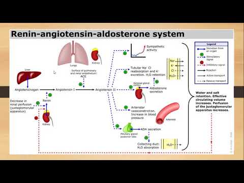 DETAIL!!! Mekanisme Renin Angiotensin Aldosteron System (RAAS) - bagian ...