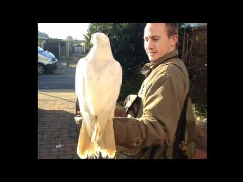 My hawking hunting season 2011 - YouTube