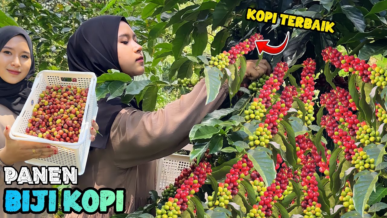 Panen biji kopi terbaik | Mengolah kopi khas desa sembalun - YouTube
