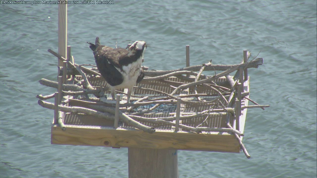 Osprey Nest Building April 2017 - YouTube