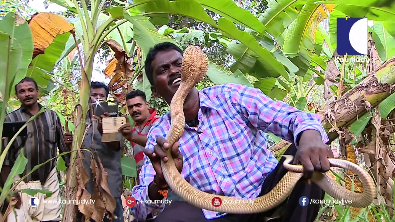 Vava Suresh Releases The Cobras He Caught | Snake Master ep 195 14 10 ...