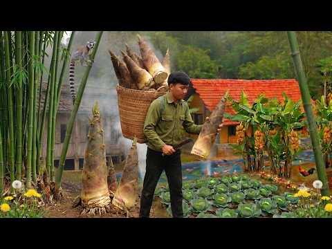 Living in forest, gardening, harvesting wild bamboo shoots for cooking