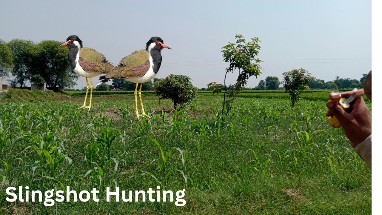 How to aim accurate|Slingshot Hunting|Hunting with sling shot |Gulel sy ...