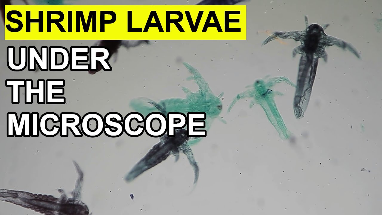 Curious Shrimp Larvae under the Microscope - YouTube