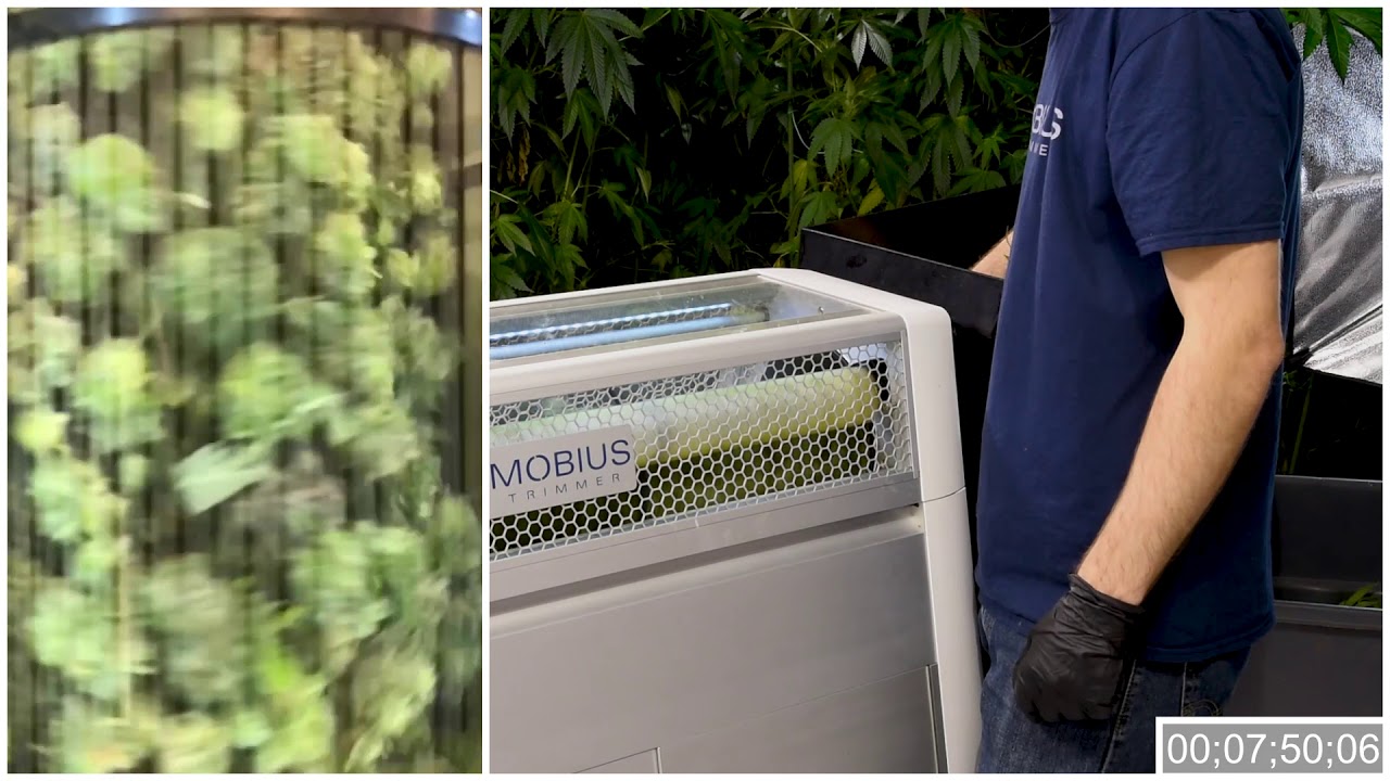 Mobius Trimmer Automated Commercial Cannabis Trimmer in-action - YouTube