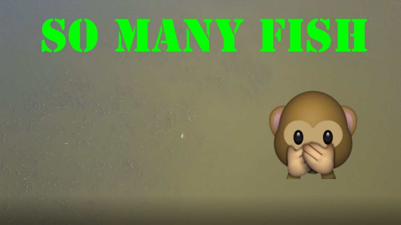 So Many Fish!!!!!! - YouTube
