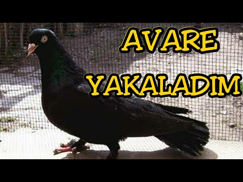 AVARE GELDİ | ARAP BOL PAÇA | YAKALADIM MI ?