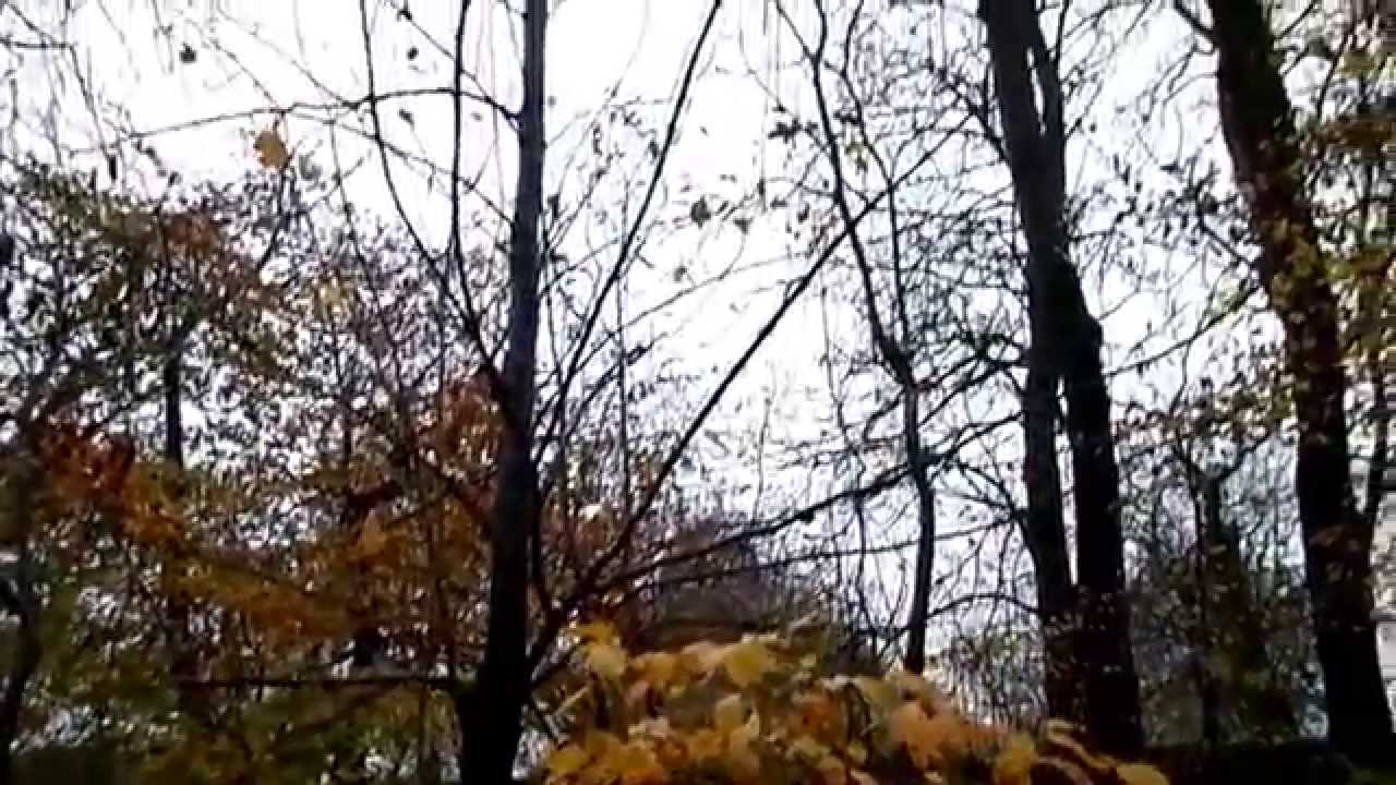Nature Insights - Beech Tree Marcescence - Protection from Grazing ...