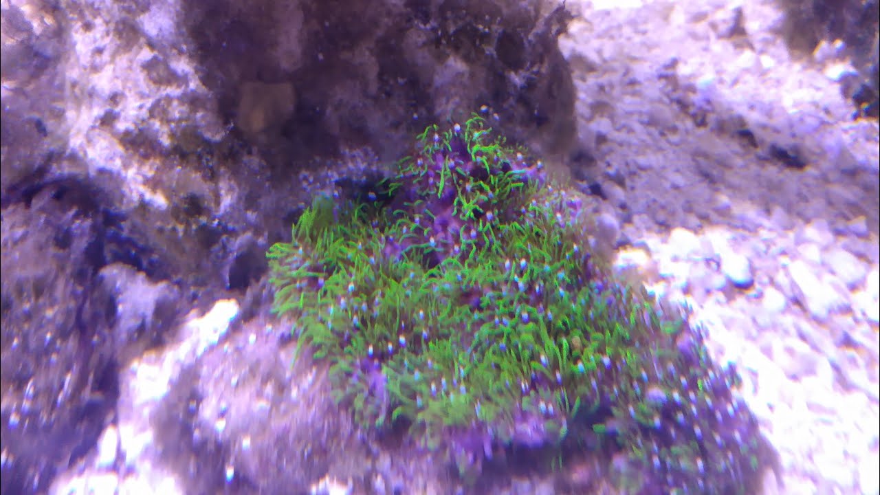 Higher Par Lighting Working Very Well!!!#reeftank #coral #fish - YouTube