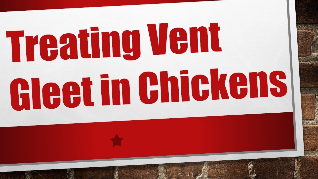 Treating Vent Gleet in Chickens - YouTube