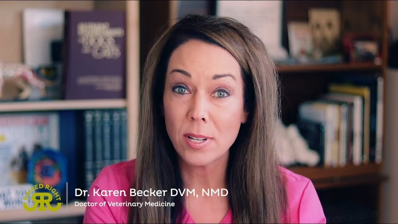 Top 5 Reasons to Feed Human-Grade Pet Food by Dr. Karen Becker - YouTube