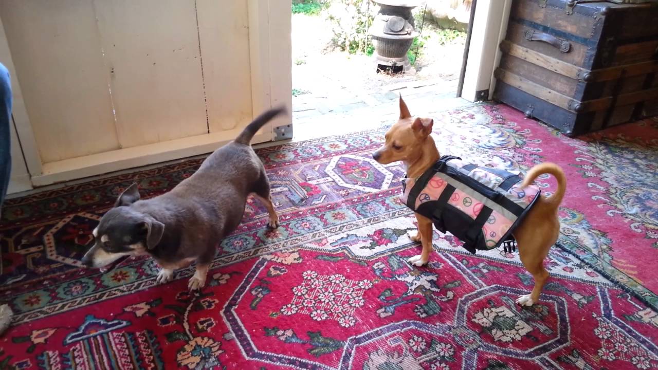 Chihuahuas Dance Flamenco! - YouTube