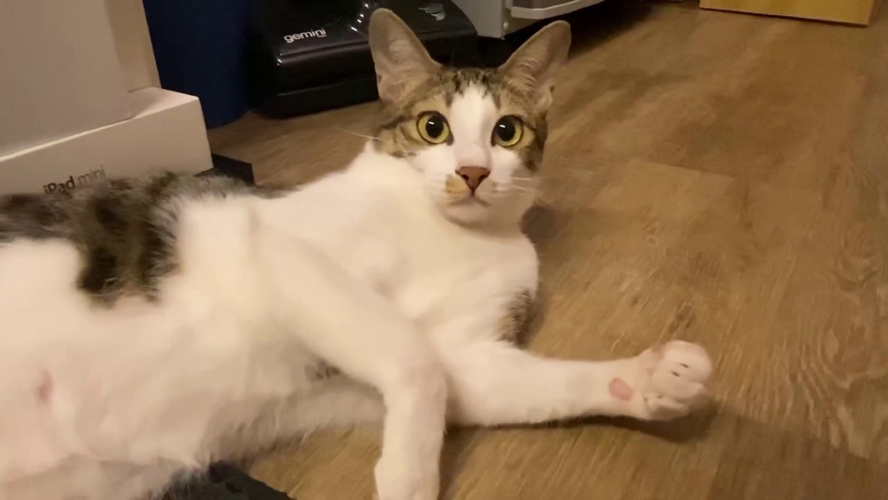 Cats Haw Par - Daily 07 - YouTube