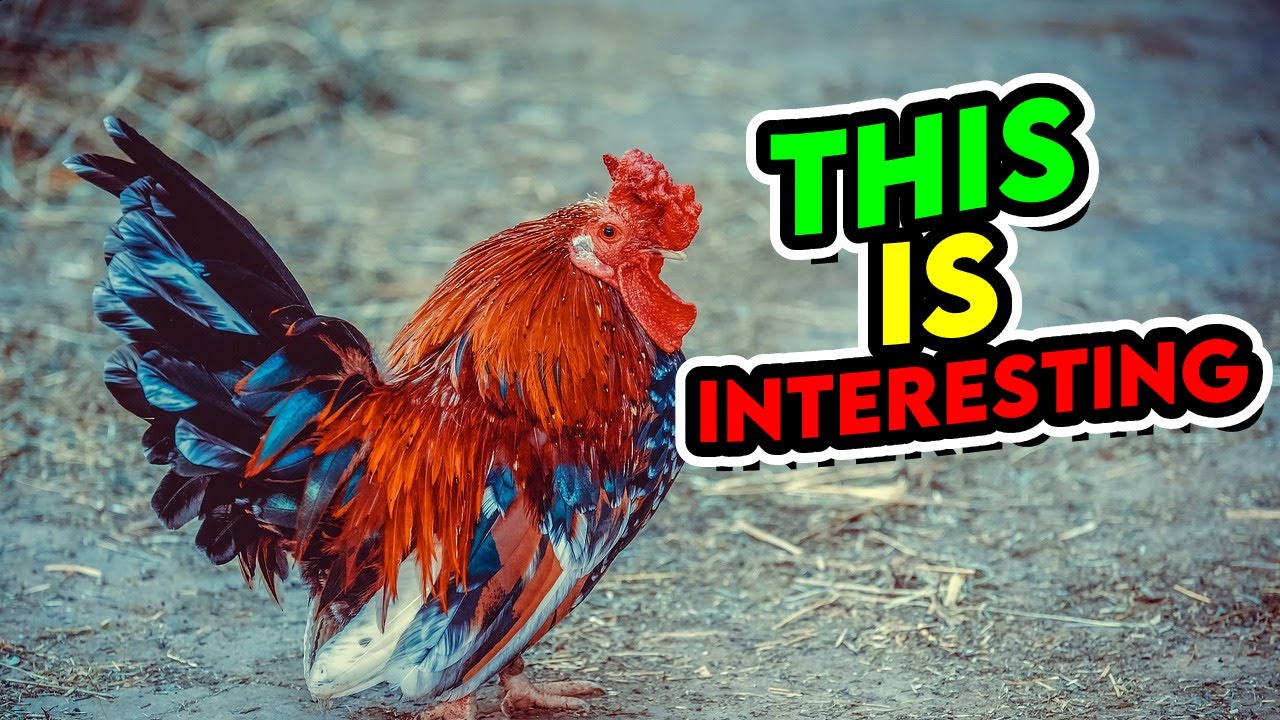 Interesting Things About Chickens You Need TO Hear! - YouTube