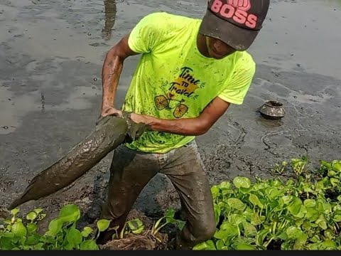 বিলে বিশাল বড় গজাল মাছ, A huge gazelle fish in the bill. - YouTube